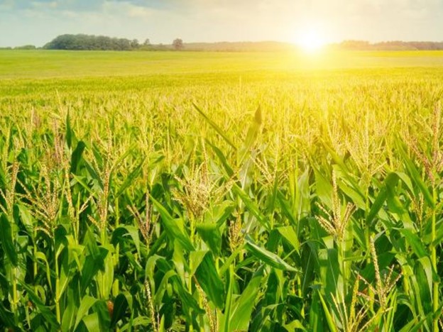 Meaning of Rizq: What Is it? How Does it Work? Explained